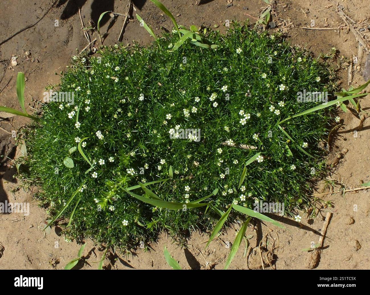 Alpine Pearlwort (Sagina saginoides Stock Photo - Alamy