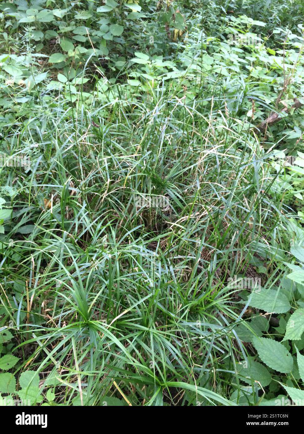 palm sedge (Carex muskingumensis Stock Photo - Alamy