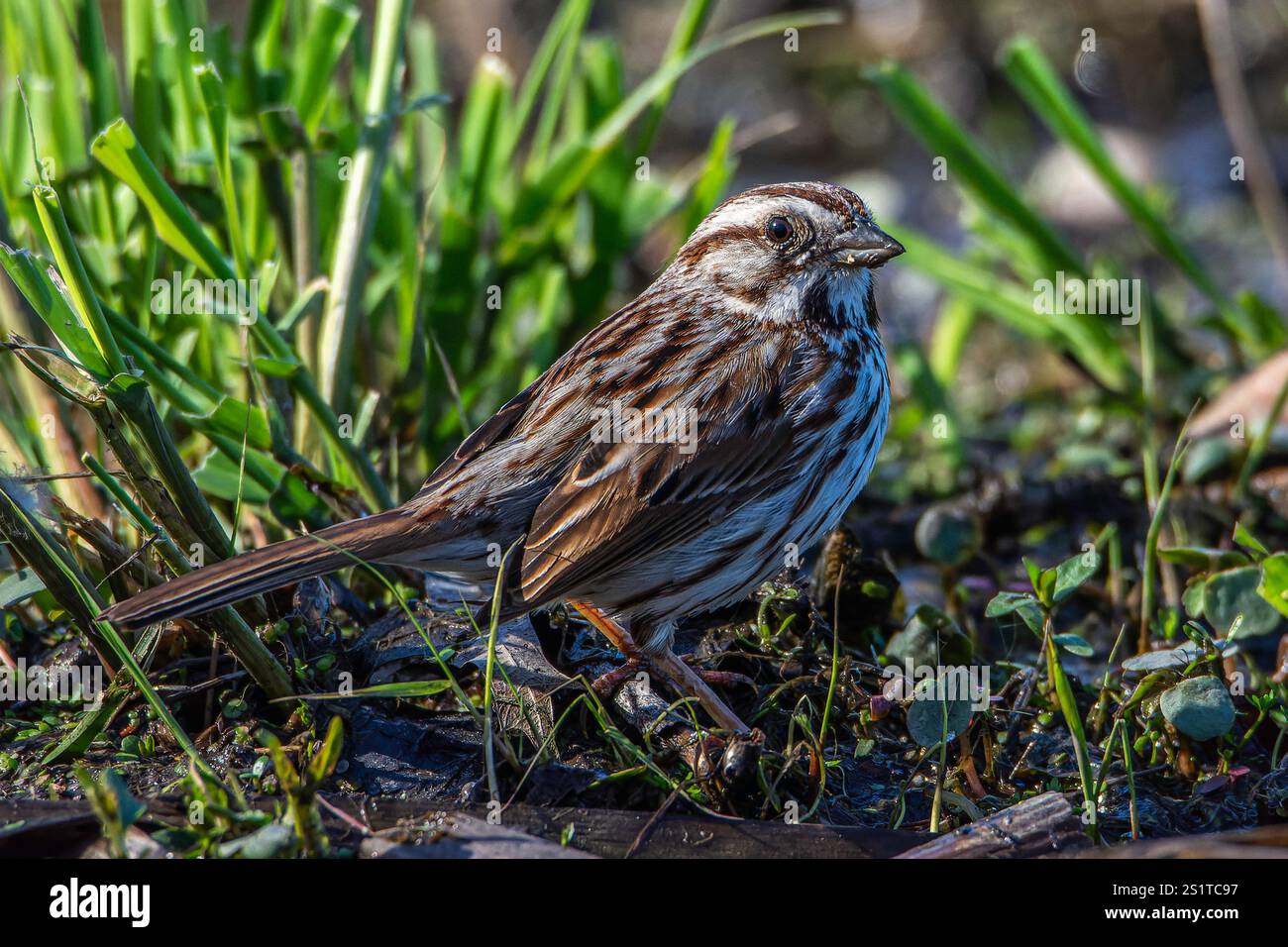 A song sparrow, Melospiza melodia, forages on the ground at a wetland ...