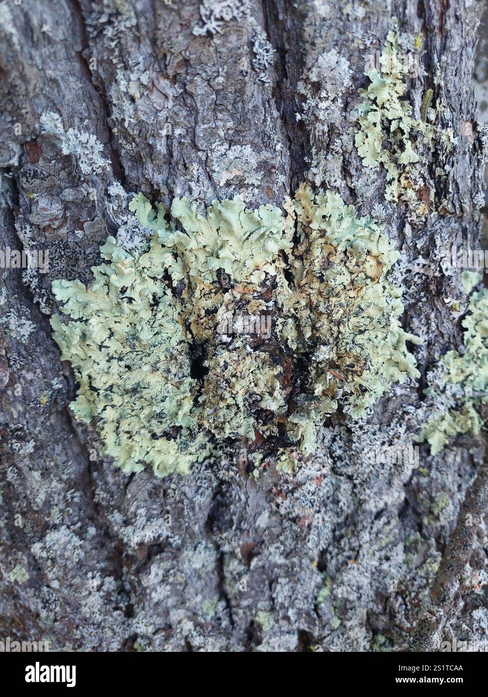 common greenshield lichen (Flavoparmelia caperata Stock Photo - Alamy
