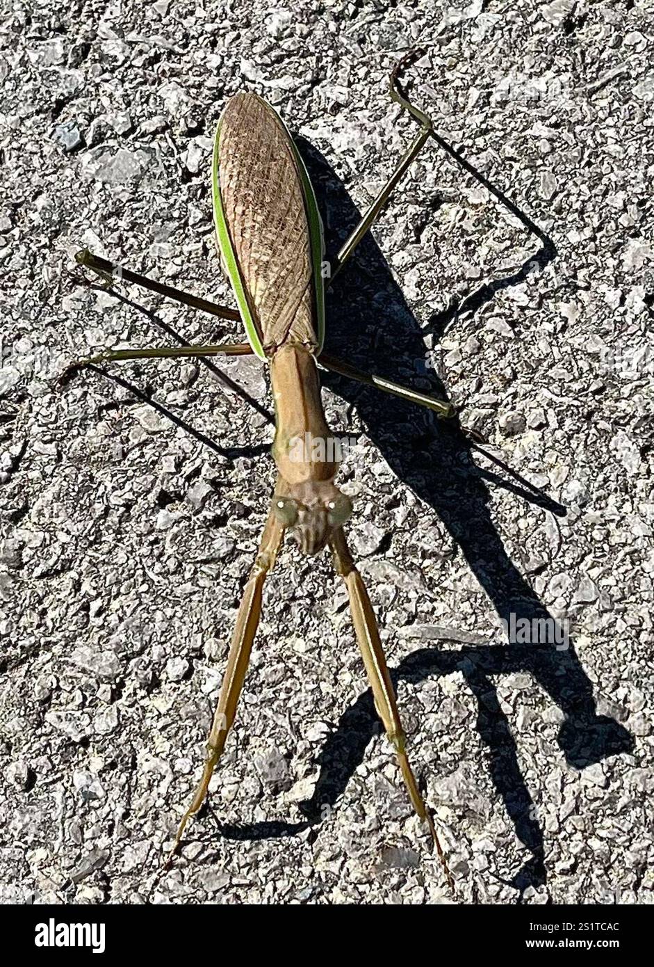 Chinese Mantis (Tenodera sinensis Stock Photo - Alamy