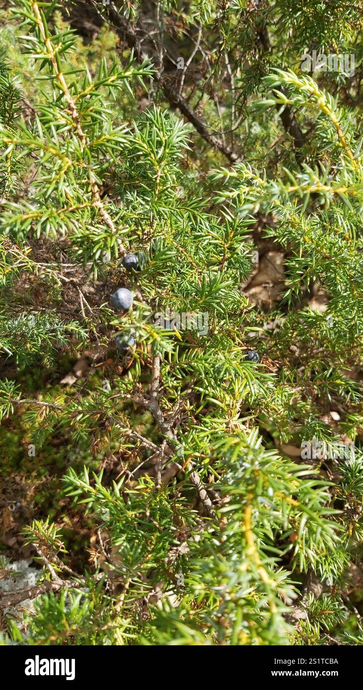 common juniper (Juniperus communis Stock Photo - Alamy