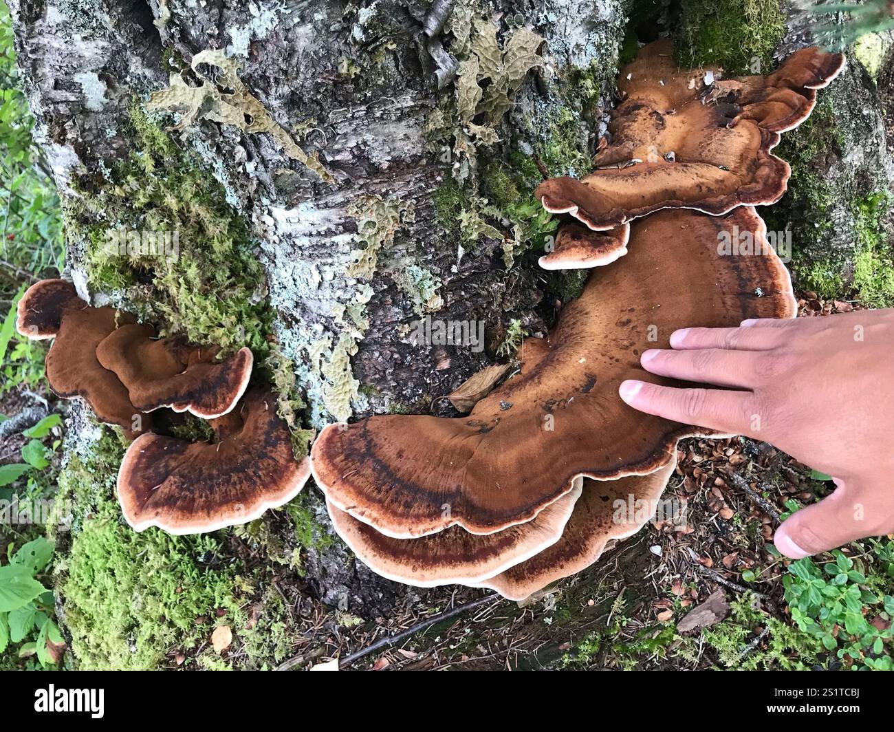 Resinous Polypore (Ischnoderma resinosum Stock Photo - Alamy