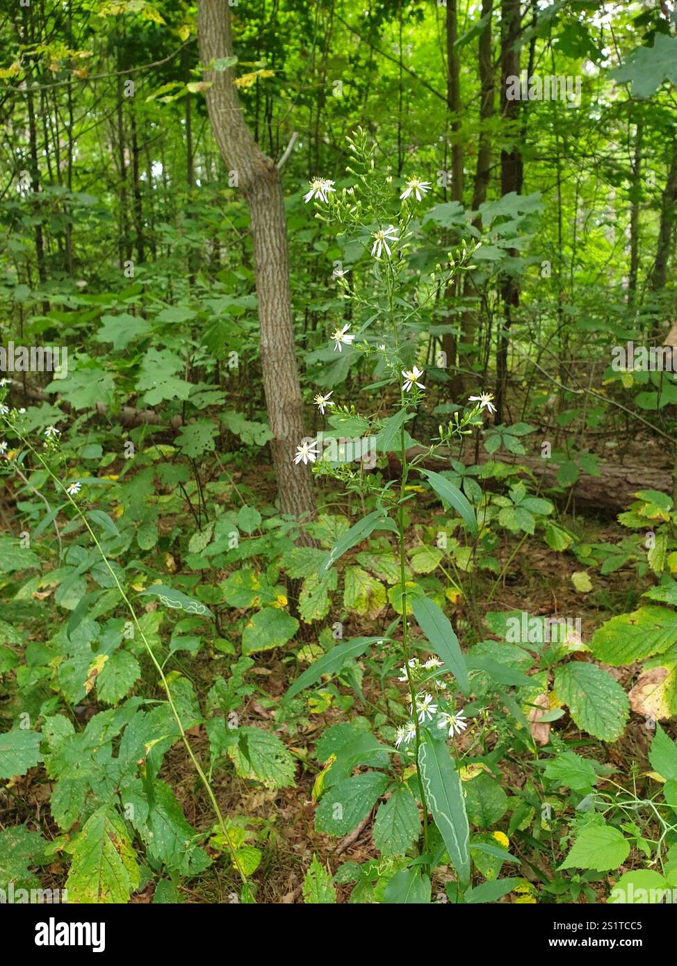 Arrow-leaved Aster (Symphyotrichum urophyllum Stock Photo - Alamy