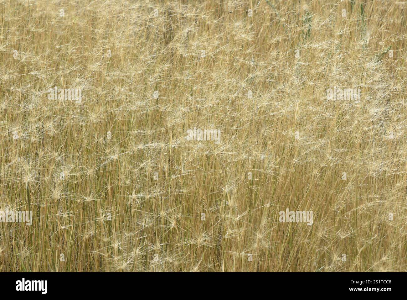 Foxtail Barley (Hordeum jubatum Stock Photo - Alamy