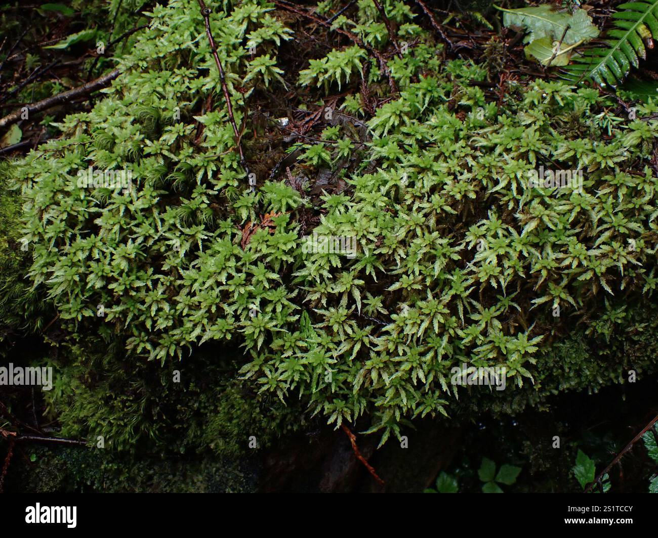 Sphagnum mosses (Sphagnum Stock Photo - Alamy