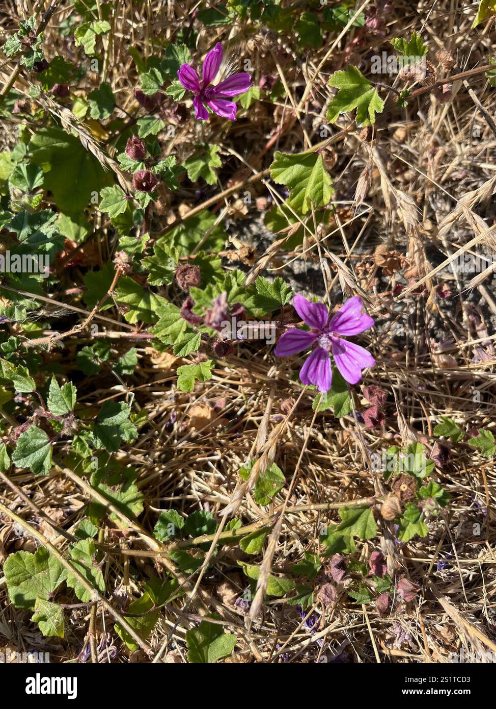 Common Mallow (Malva sylvestris Stock Photo - Alamy