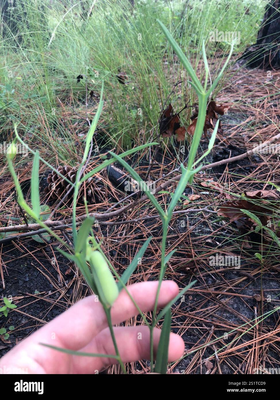 Coastal plain rattlebox (Crotalaria purshii Stock Photo - Alamy