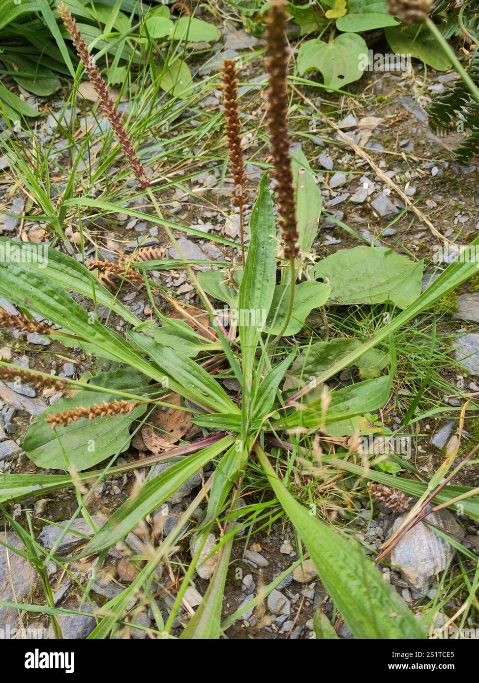 ribwort plantain (Plantago lanceolata Stock Photo - Alamy
