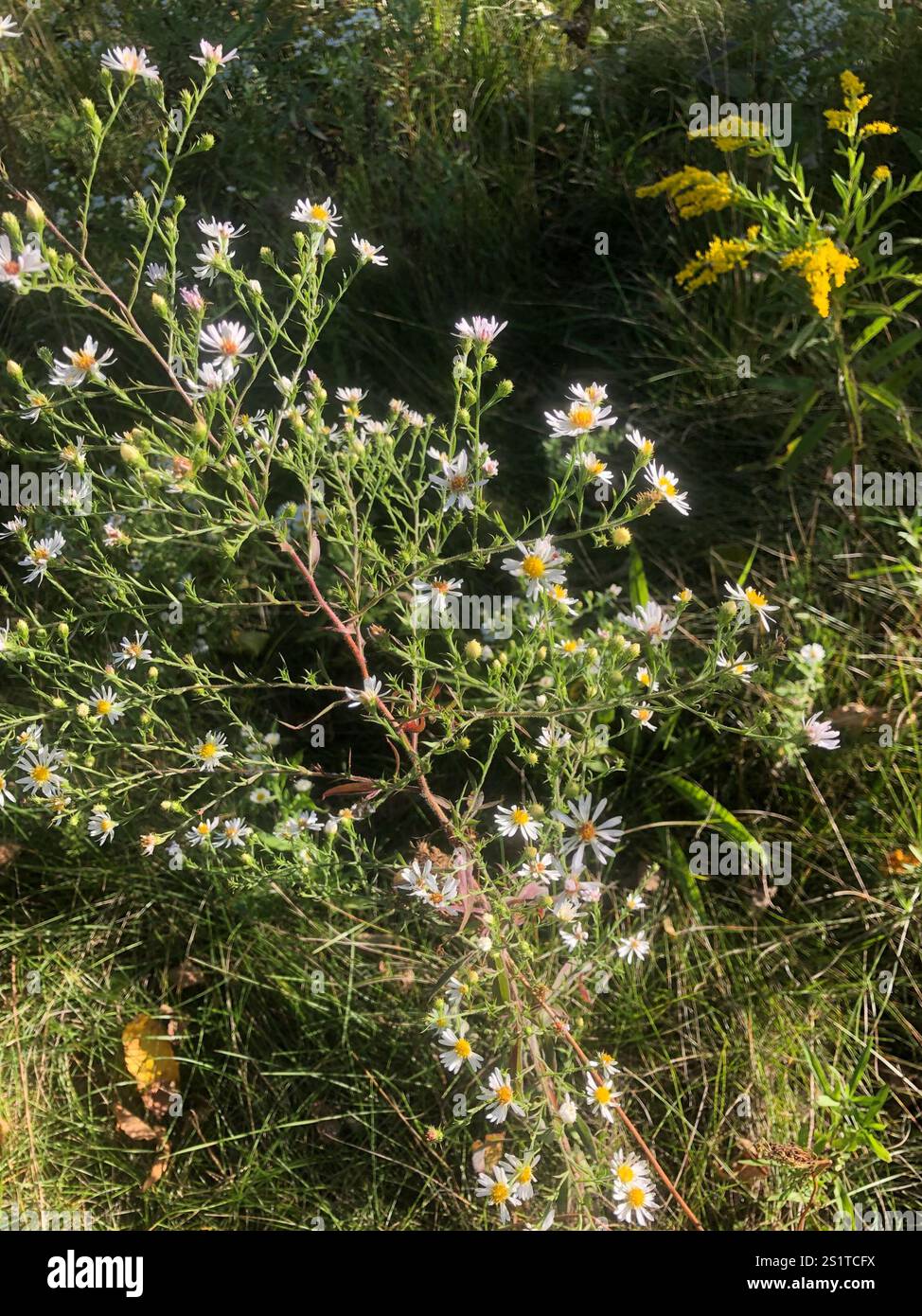 Frost Aster (Symphyotrichum pilosum pilosum Stock Photo - Alamy