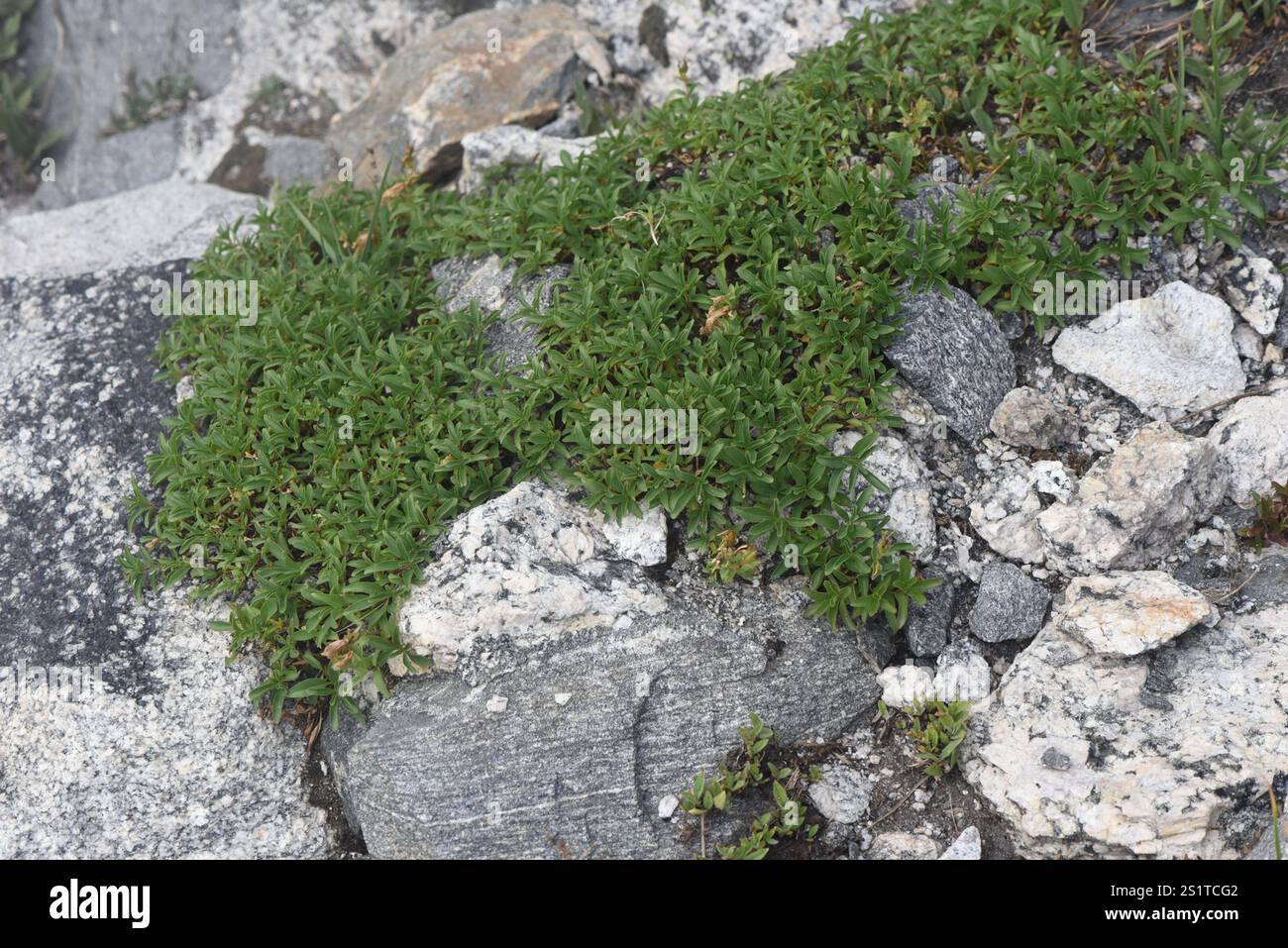 Eggleaf Beardtongue (Penstemon ellipticus Stock Photo - Alamy