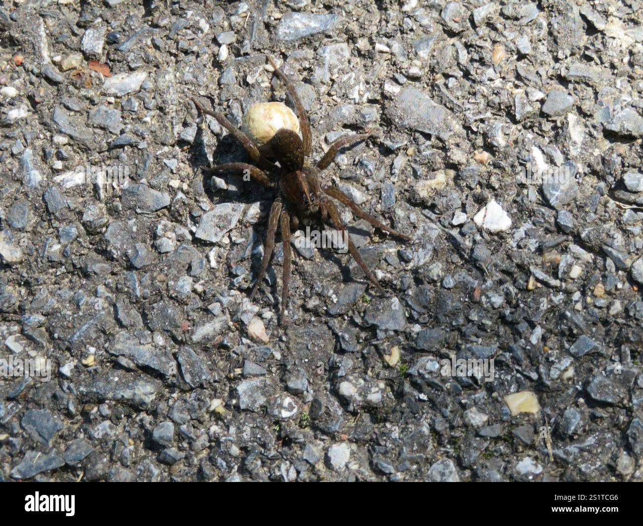 Wetland Giant Wolf Spider (Tigrosa helluo Stock Photo - Alamy