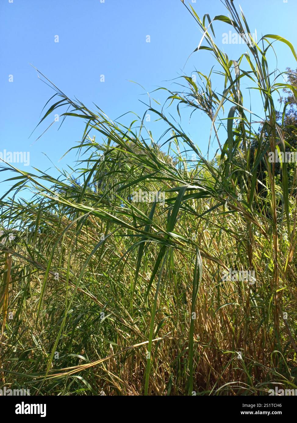 Perennial Veldtgrass (Ehrharta calycina Stock Photo - Alamy