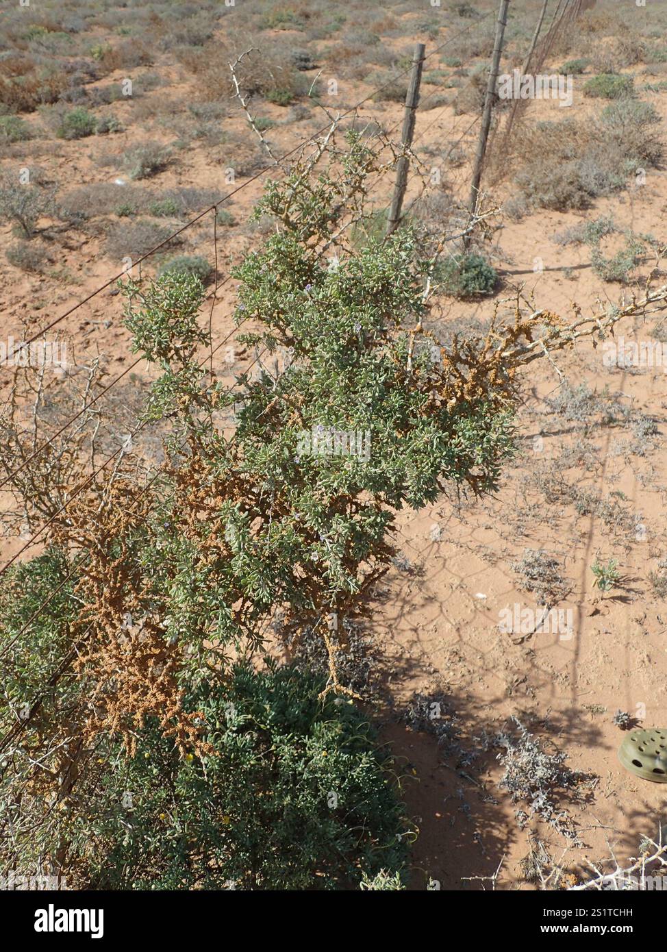 Strandveld Honeythorn (Lycium strandveldense Stock Photo - Alamy