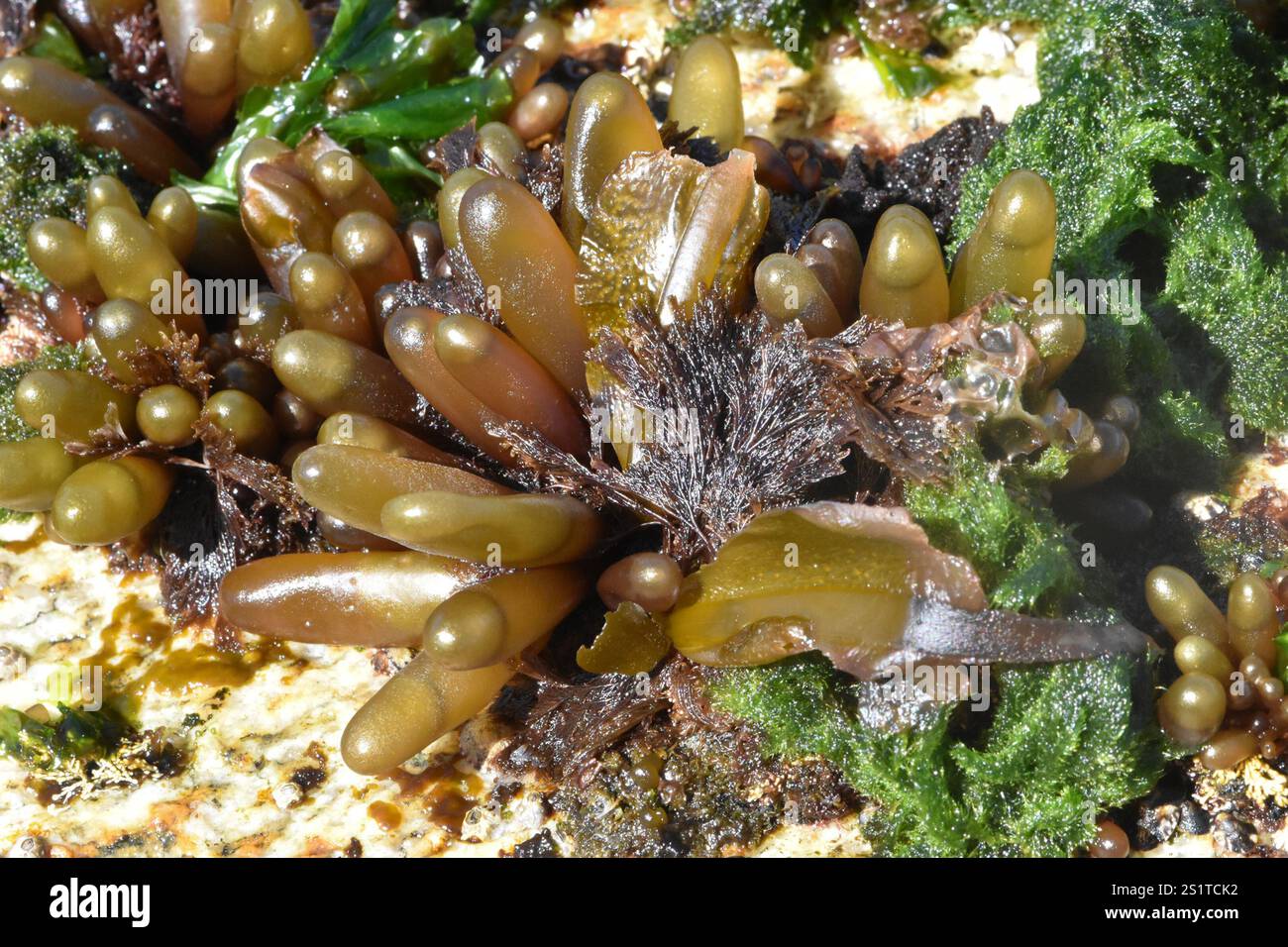 Sea Sacks (Halosaccion glandiforme Stock Photo - Alamy