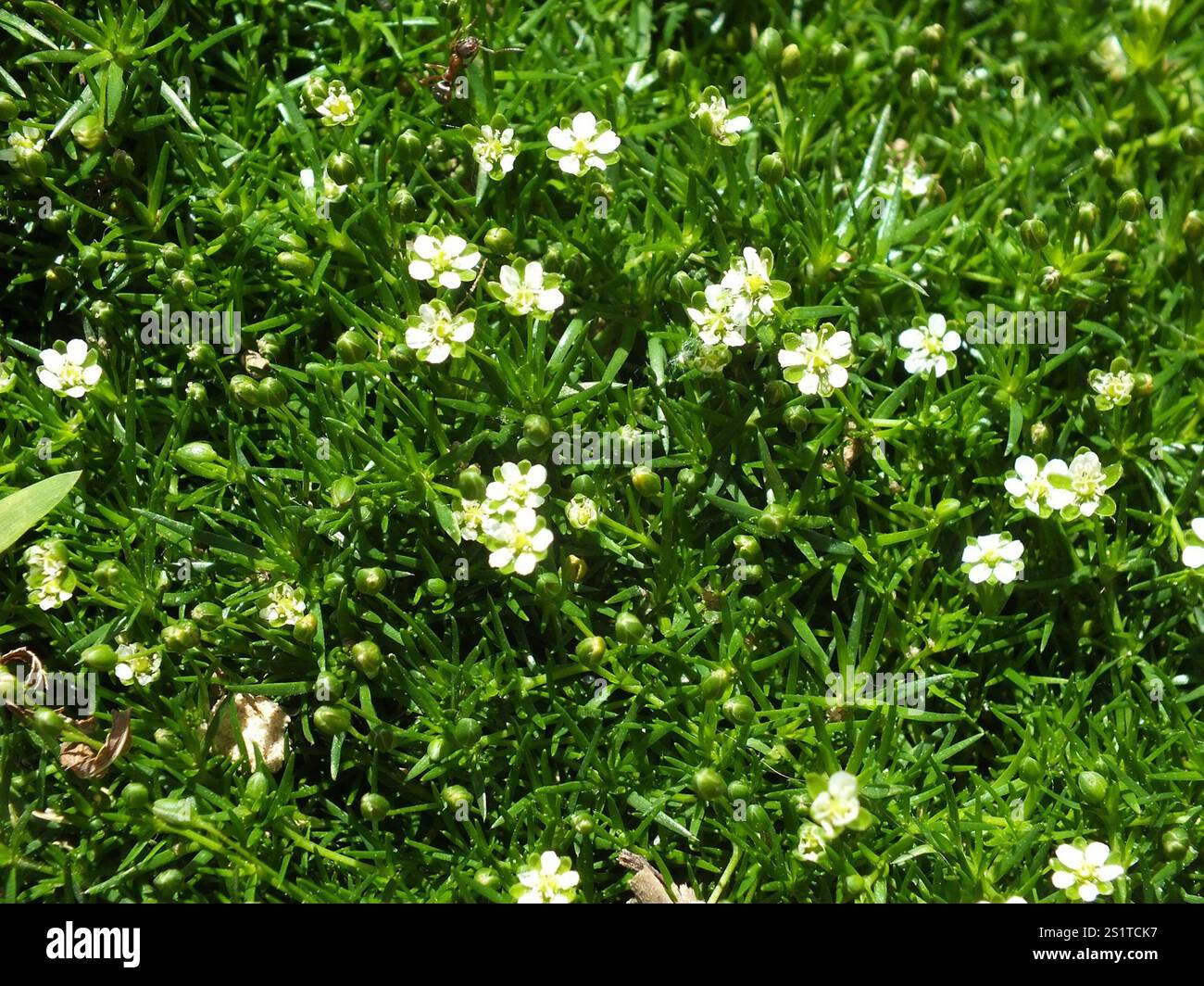 Alpine Pearlwort (Sagina saginoides Stock Photo - Alamy