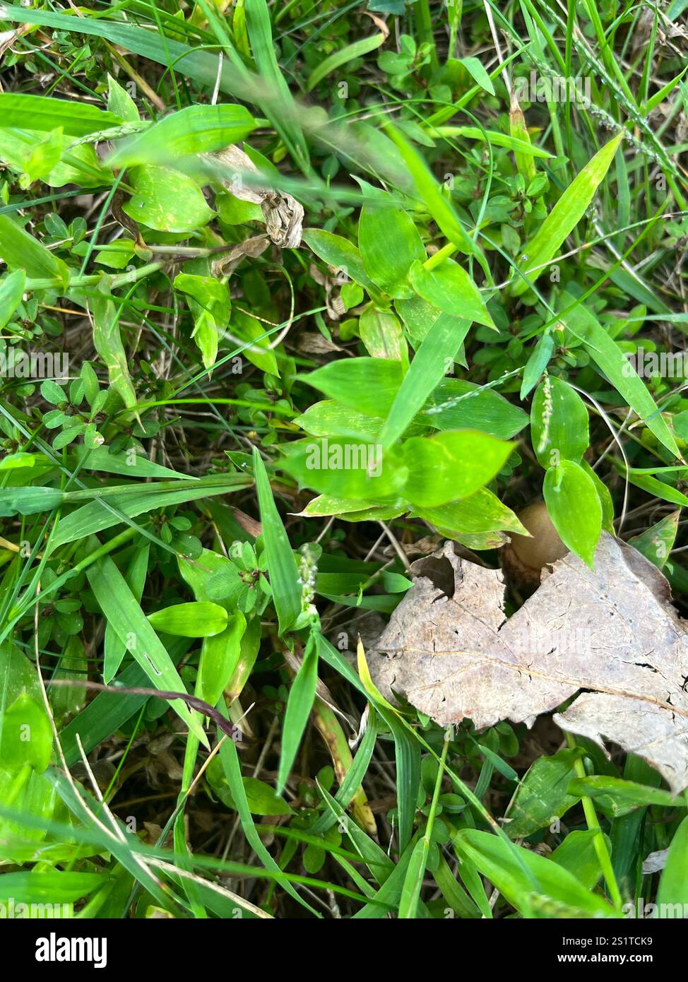 small carpetgrass (Arthraxon hispidus Stock Photo - Alamy