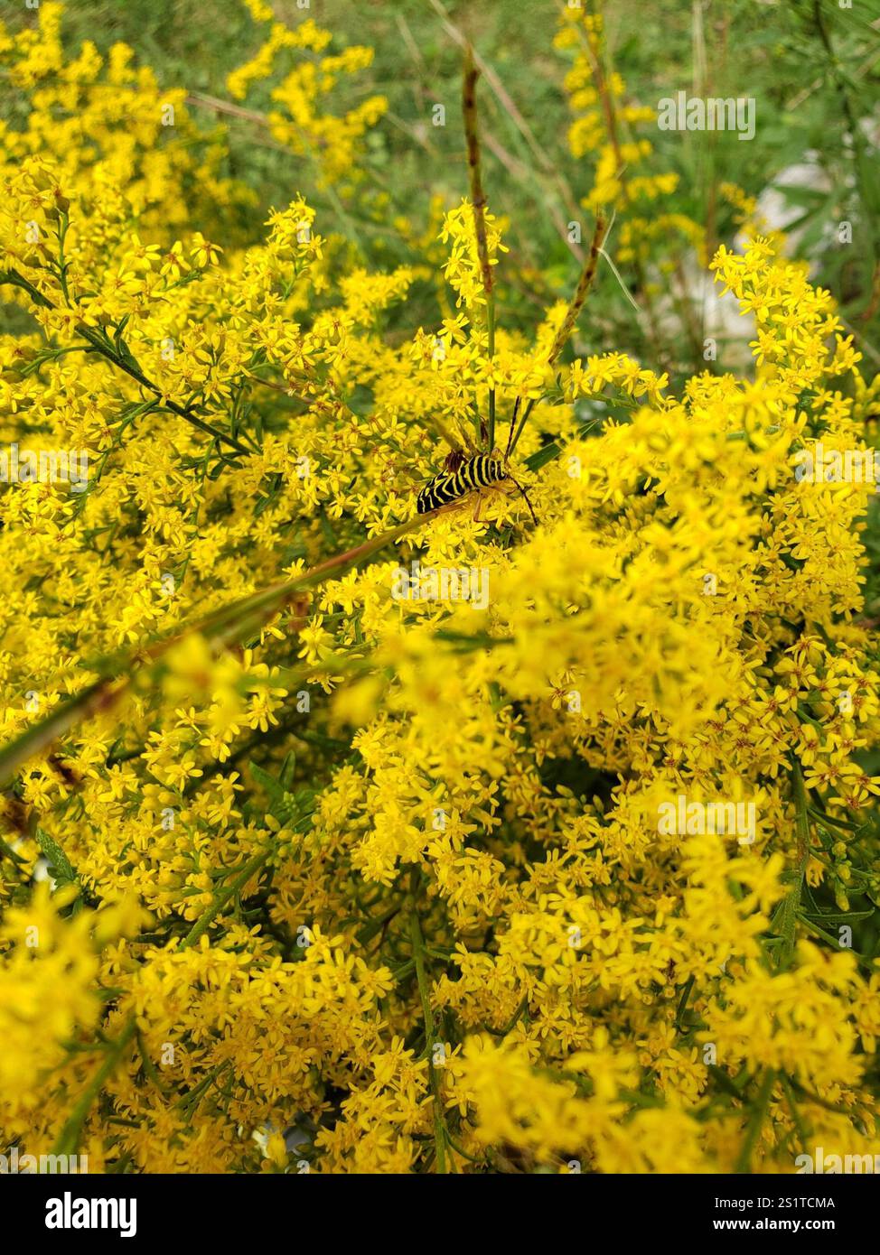 Locust Borer (Megacyllene robiniae Stock Photo - Alamy