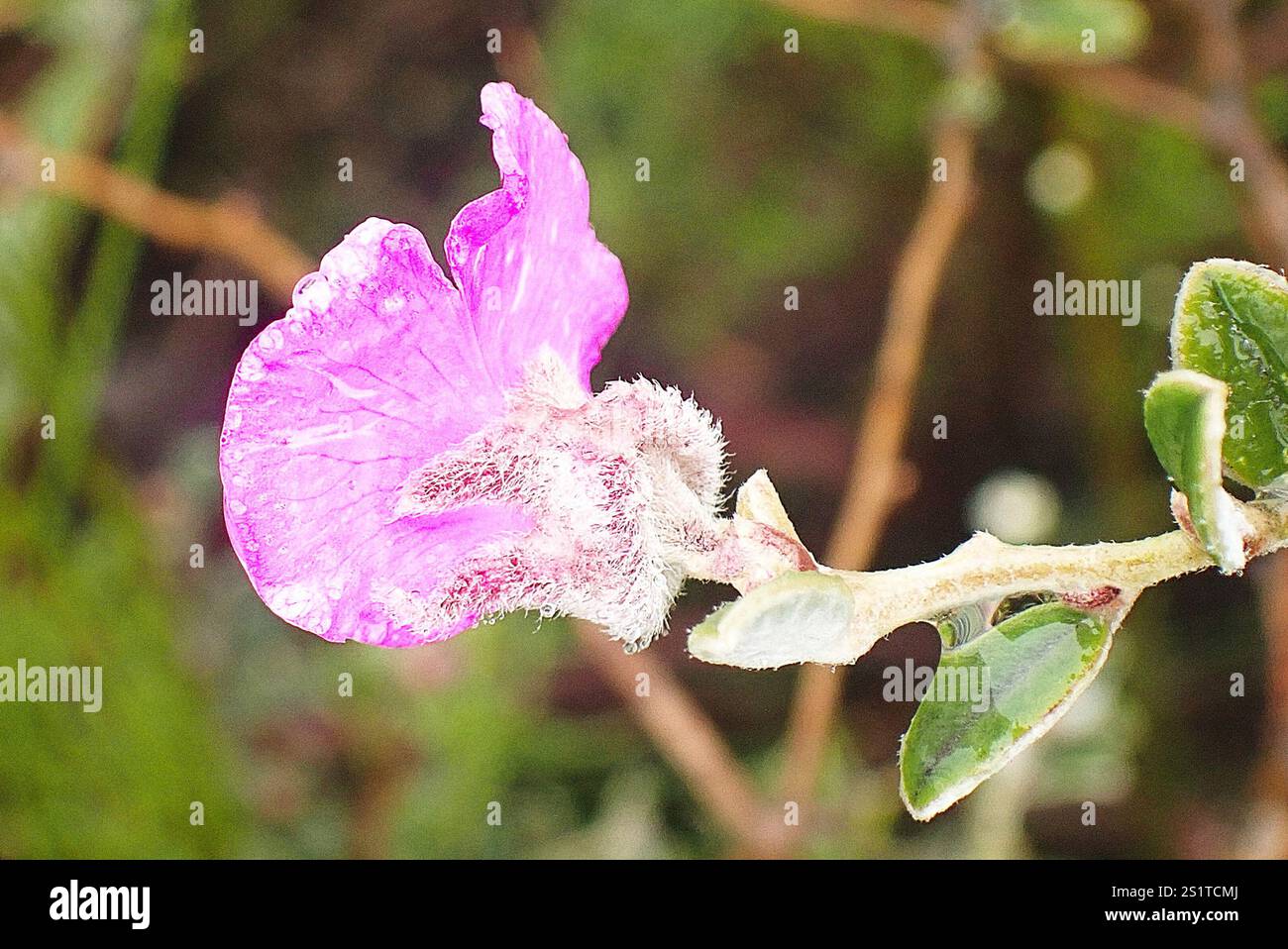 Hairy Capesweetpea (Podalyria burchellii Stock Photo - Alamy