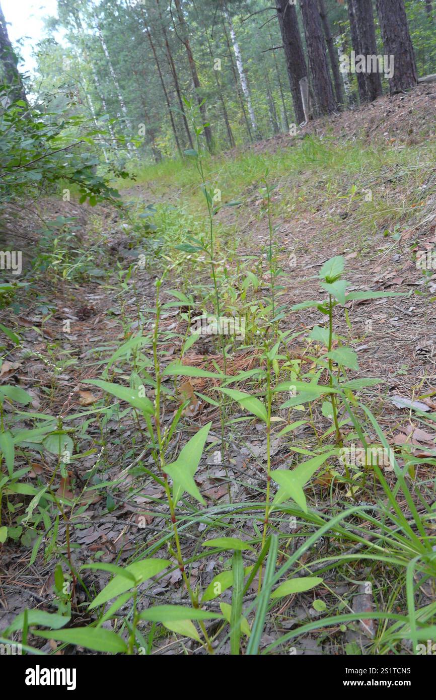 waterpepper (Persicaria hydropiper Stock Photo - Alamy