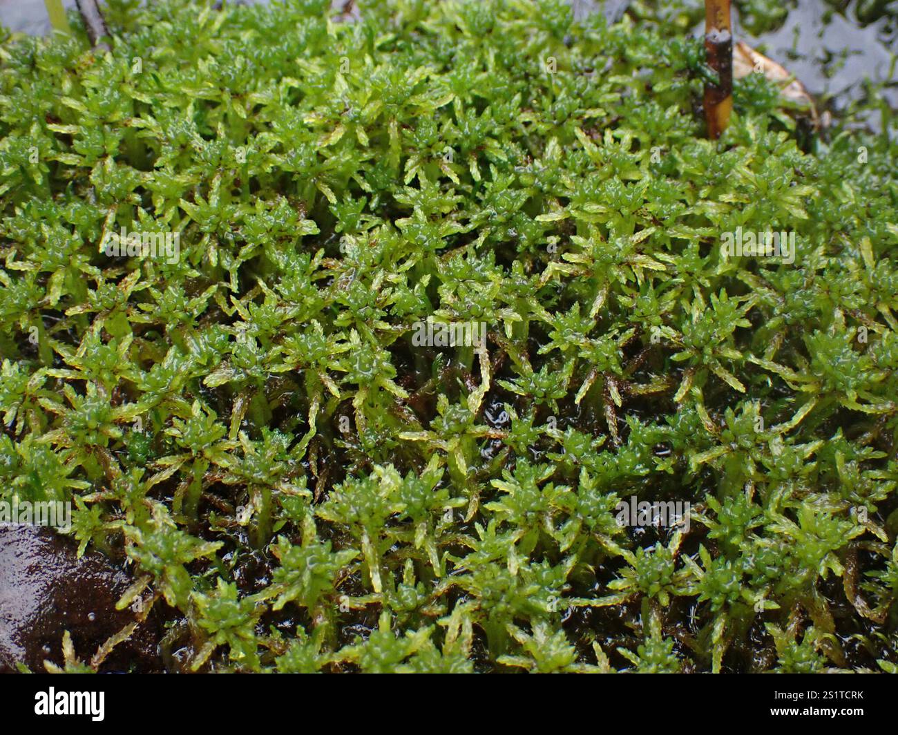 Sphagnum mosses (Sphagnum Stock Photo - Alamy
