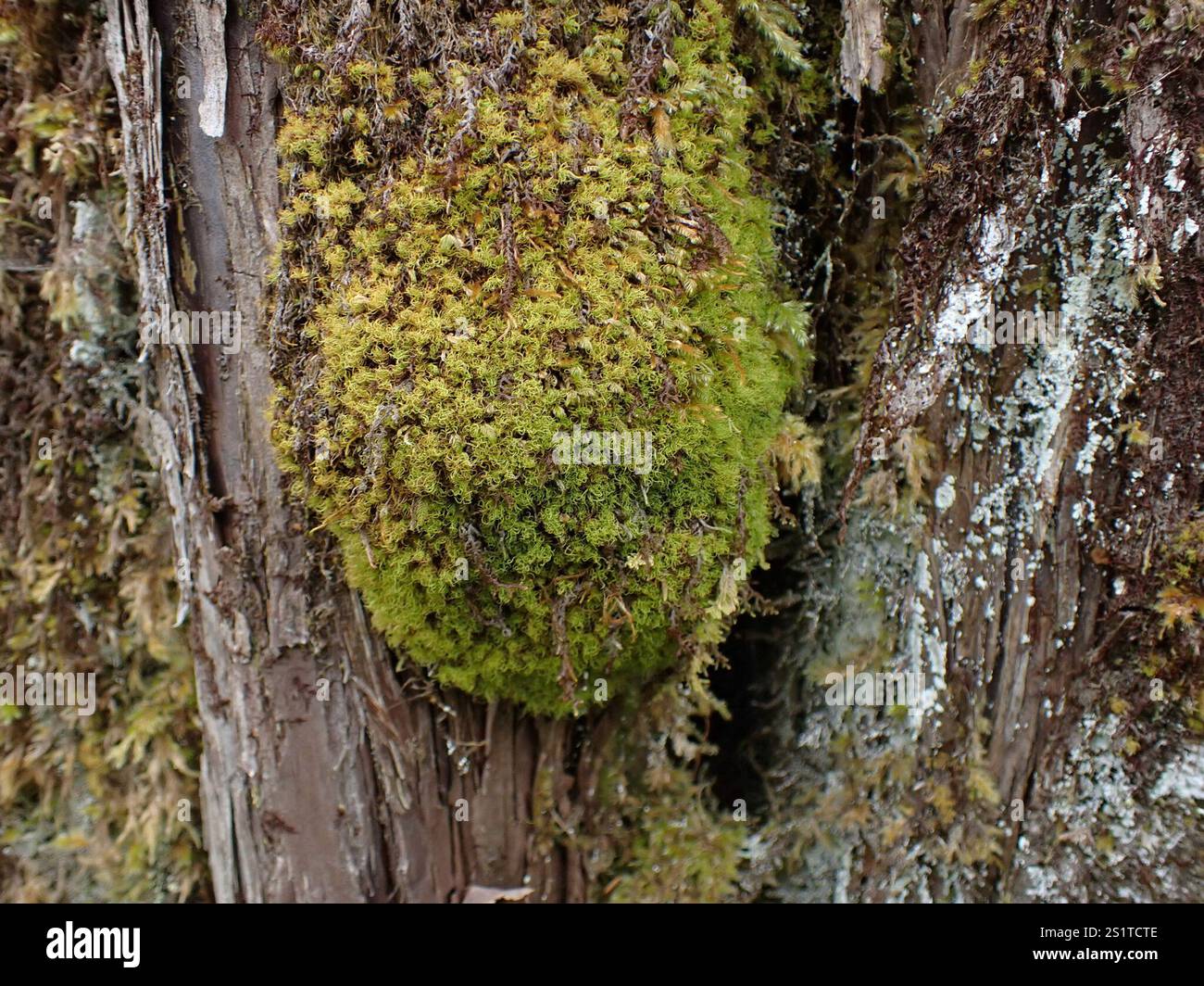 Twisted Moss (Tortella tortuosa Stock Photo - Alamy