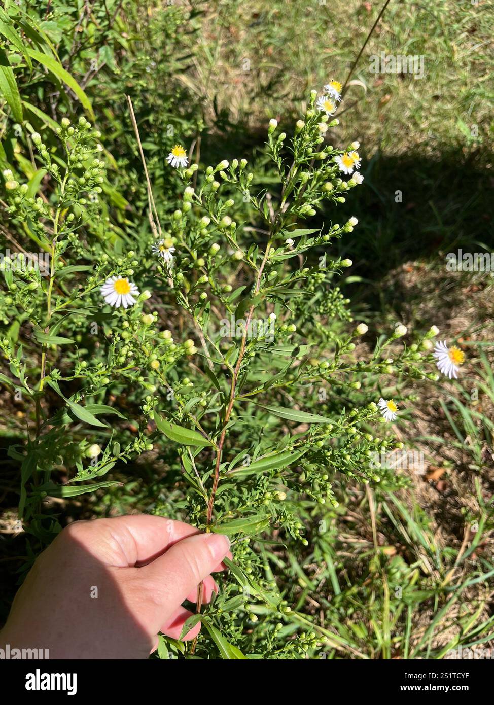 panicled aster (Symphyotrichum lanceolatum Stock Photo - Alamy