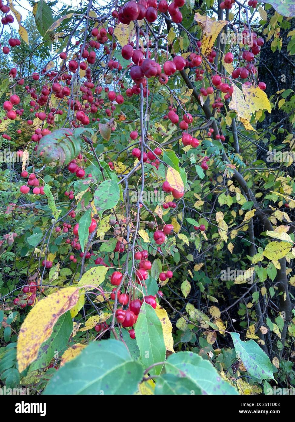 Siberian crabapple (Malus baccata Stock Photo - Alamy