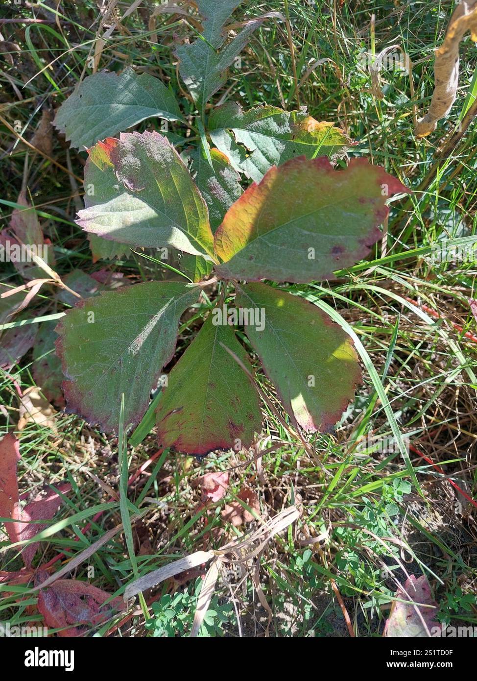 thicket creeper (Parthenocissus inserta Stock Photo - Alamy