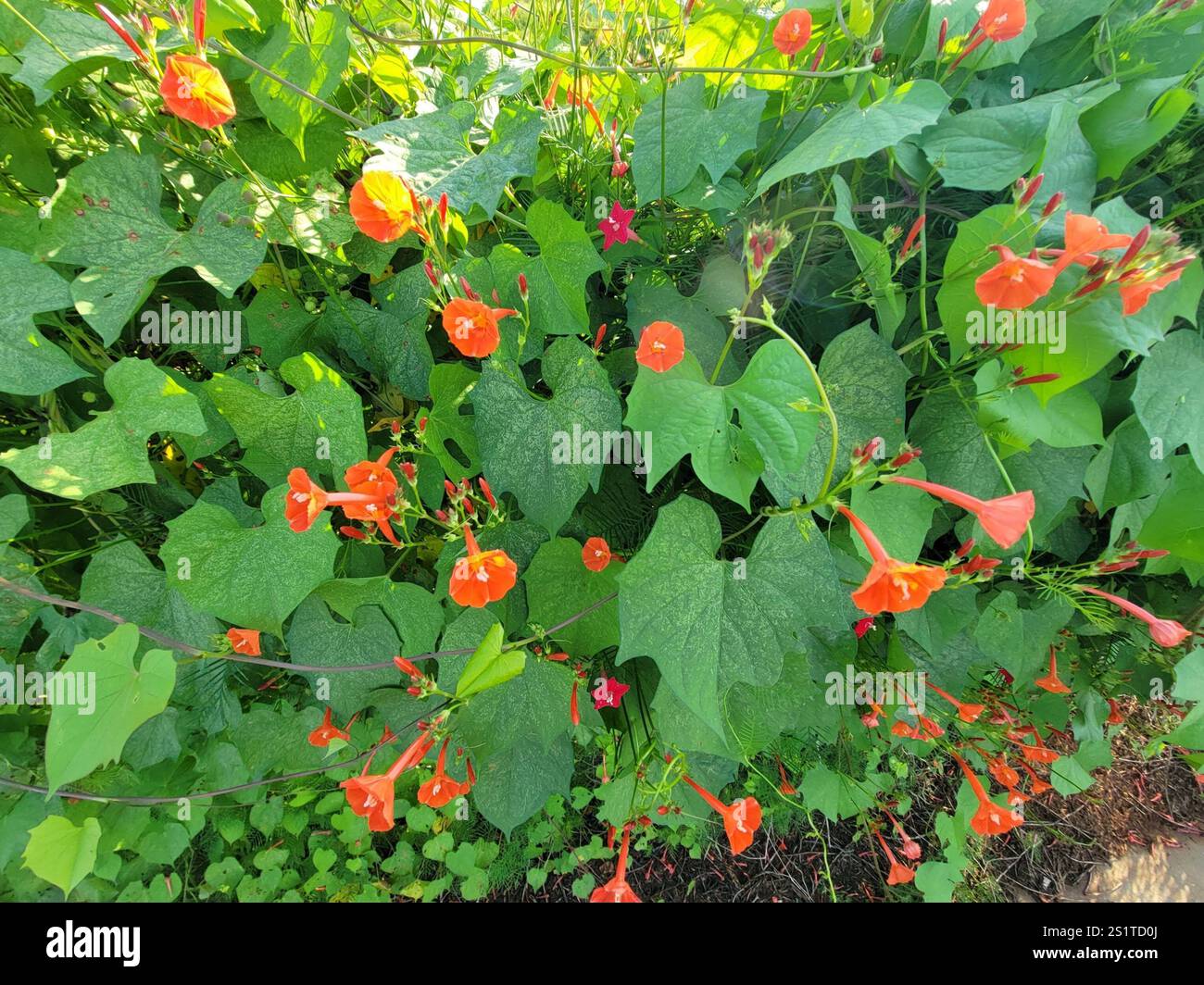scarlet creeper (Ipomoea hederifolia Stock Photo - Alamy