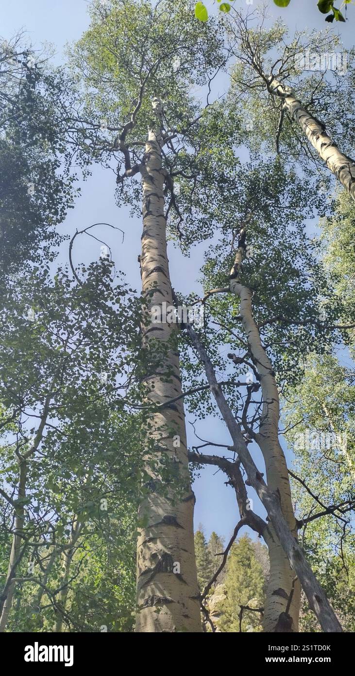 quaking aspen (Populus tremuloides Stock Photo - Alamy