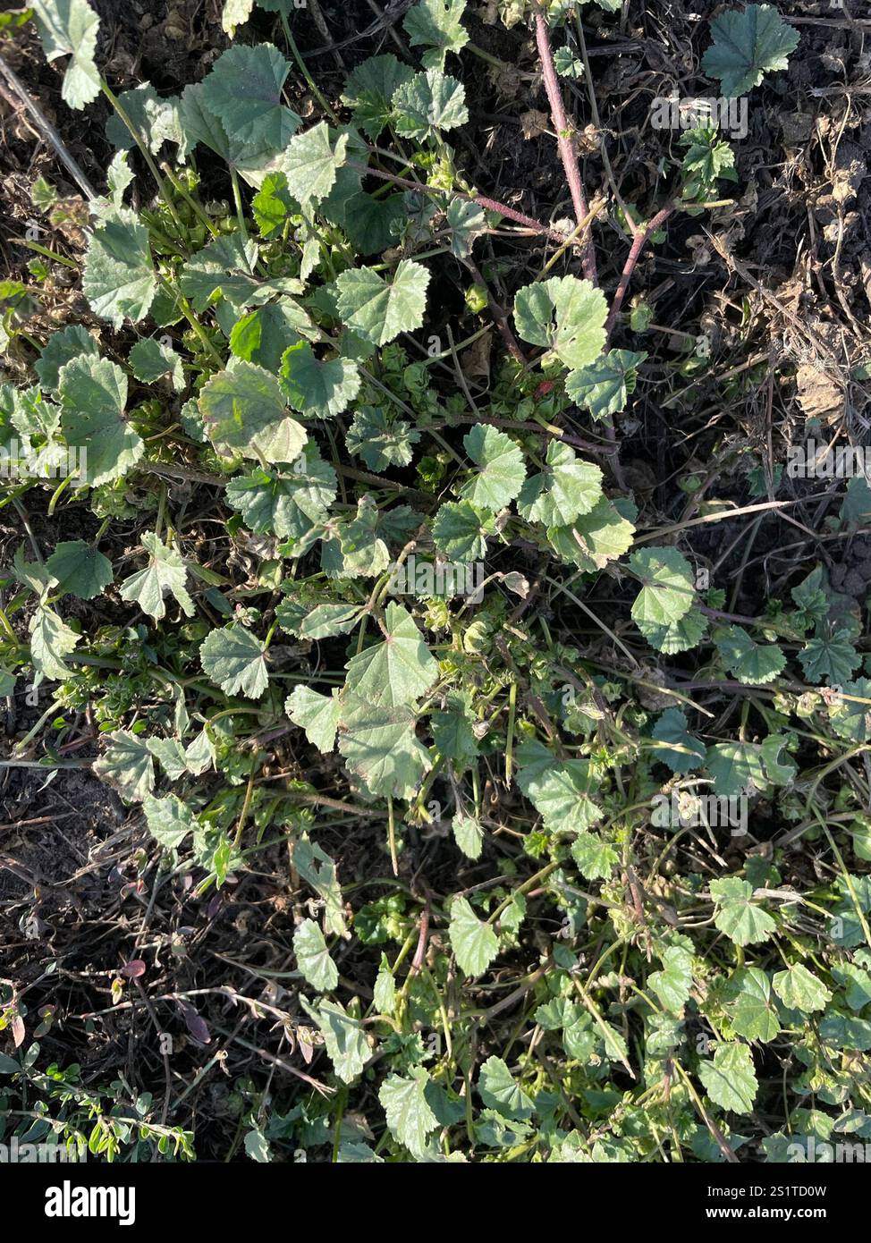 Small Mallow (Malva pusilla Stock Photo - Alamy