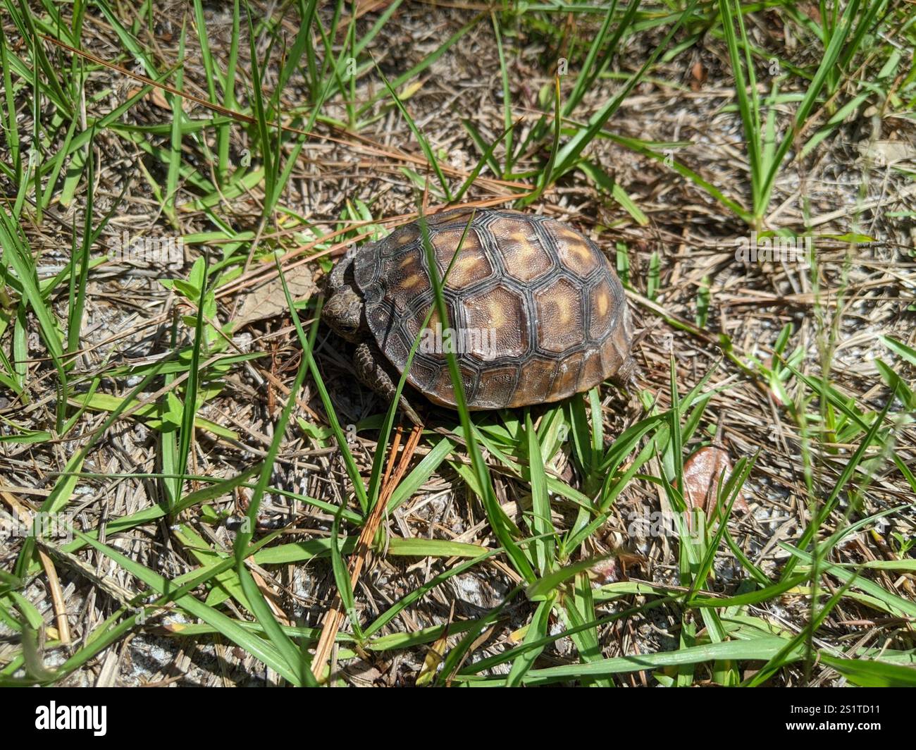 Gopher Tortoise (Gopherus polyphemus Stock Photo - Alamy