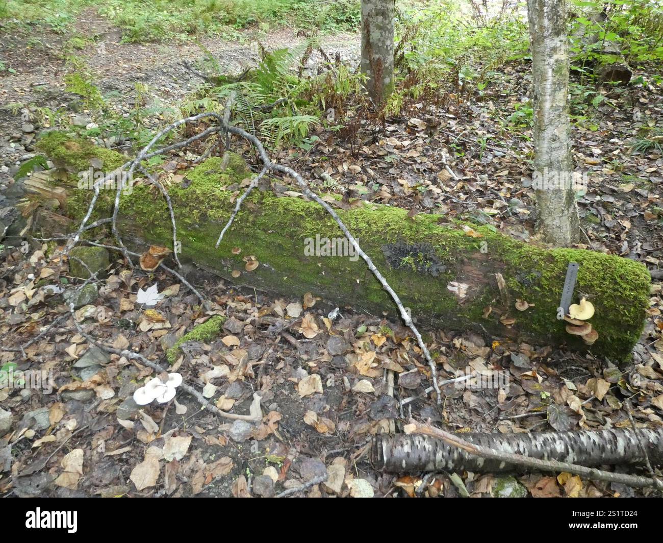 ash-tree bolete (Boletinellus merulioides Stock Photo - Alamy