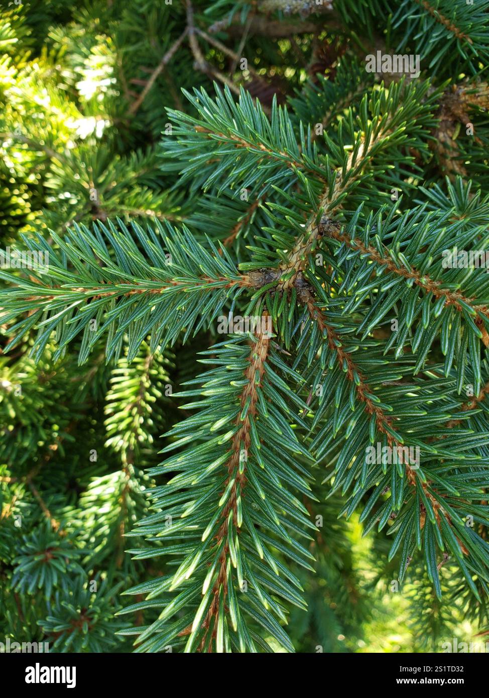white spruce (Picea glauca Stock Photo - Alamy
