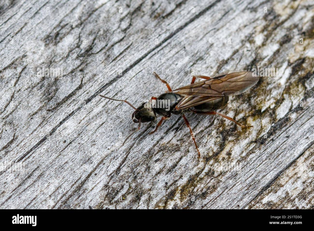 Lemani hi-res stock photography and images - Alamy