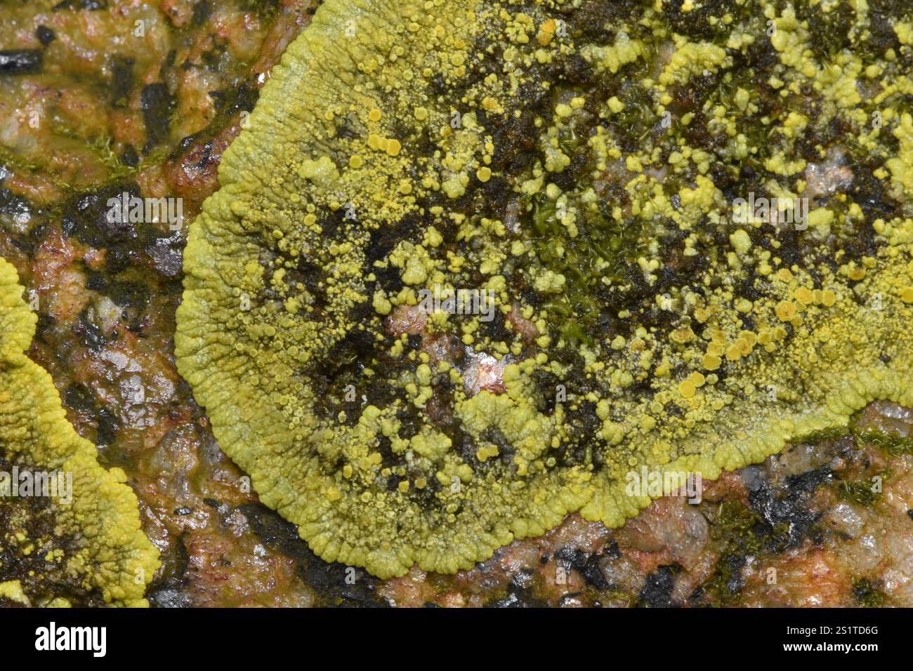 Ringed Firedot Lichen (Polycauliona verruculifera Stock Photo - Alamy