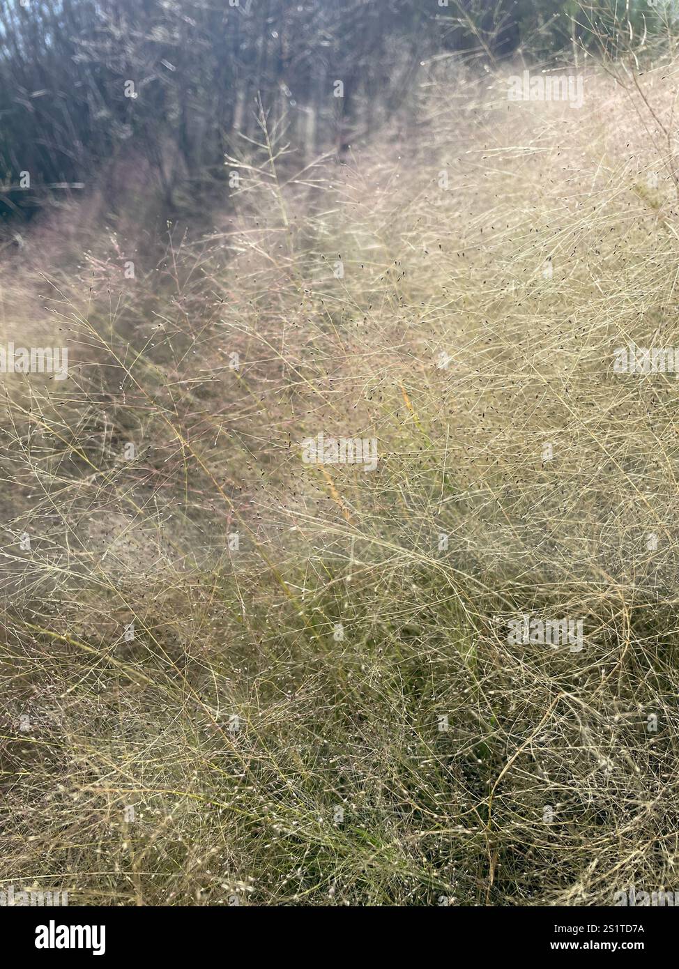 scratch grass (Muhlenbergia asperifolia Stock Photo - Alamy