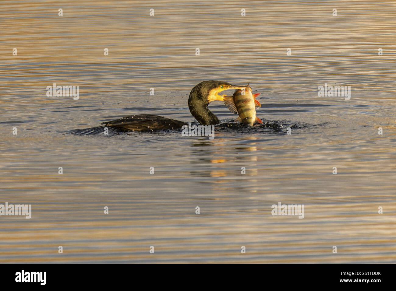 Bird holding a fish in its beak on calm water, caught dinner reflected ...
