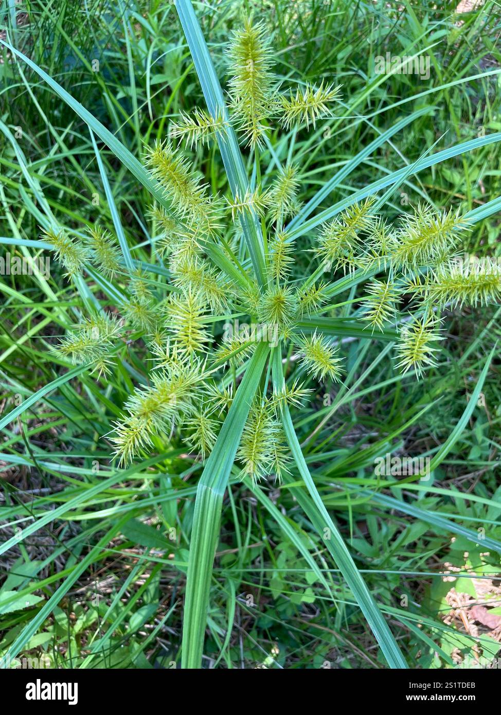 straw-colored flatsedge (Cyperus strigosus Stock Photo - Alamy