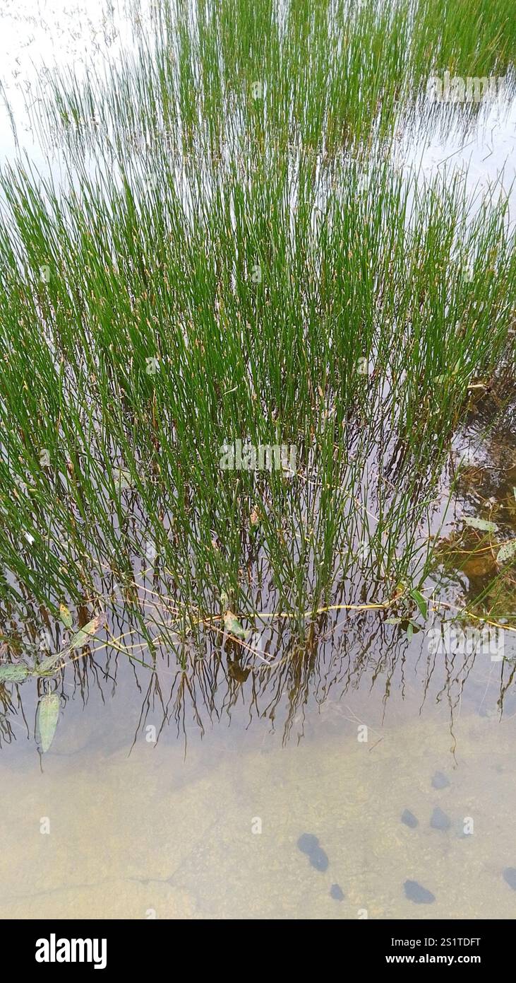 common spikerush (Eleocharis palustris Stock Photo - Alamy