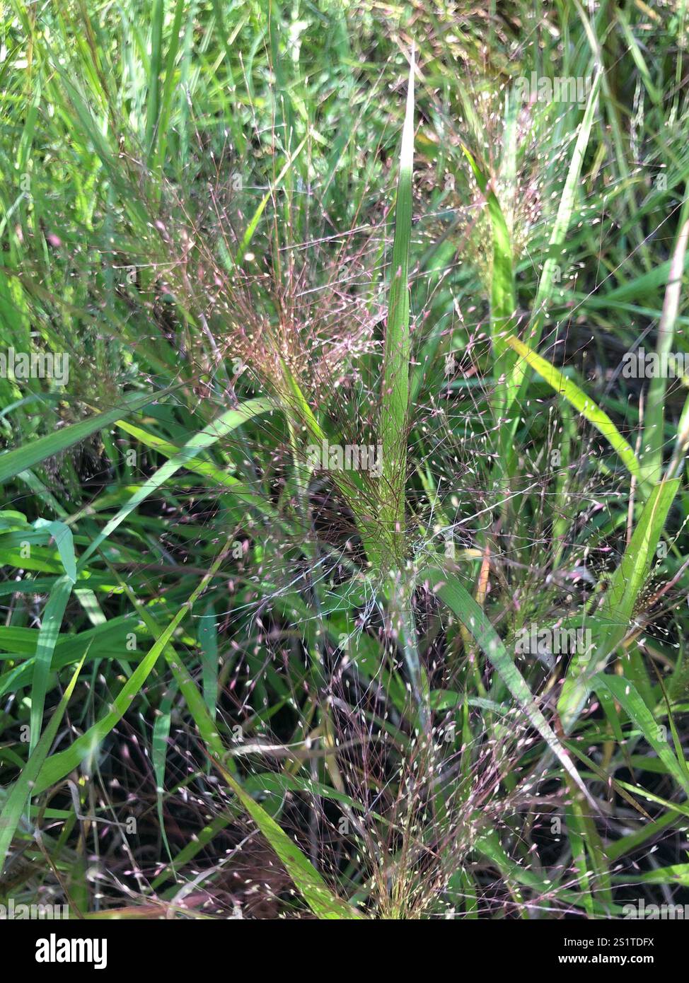 Gattinger's panic grass (Panicum gattingeri Stock Photo - Alamy