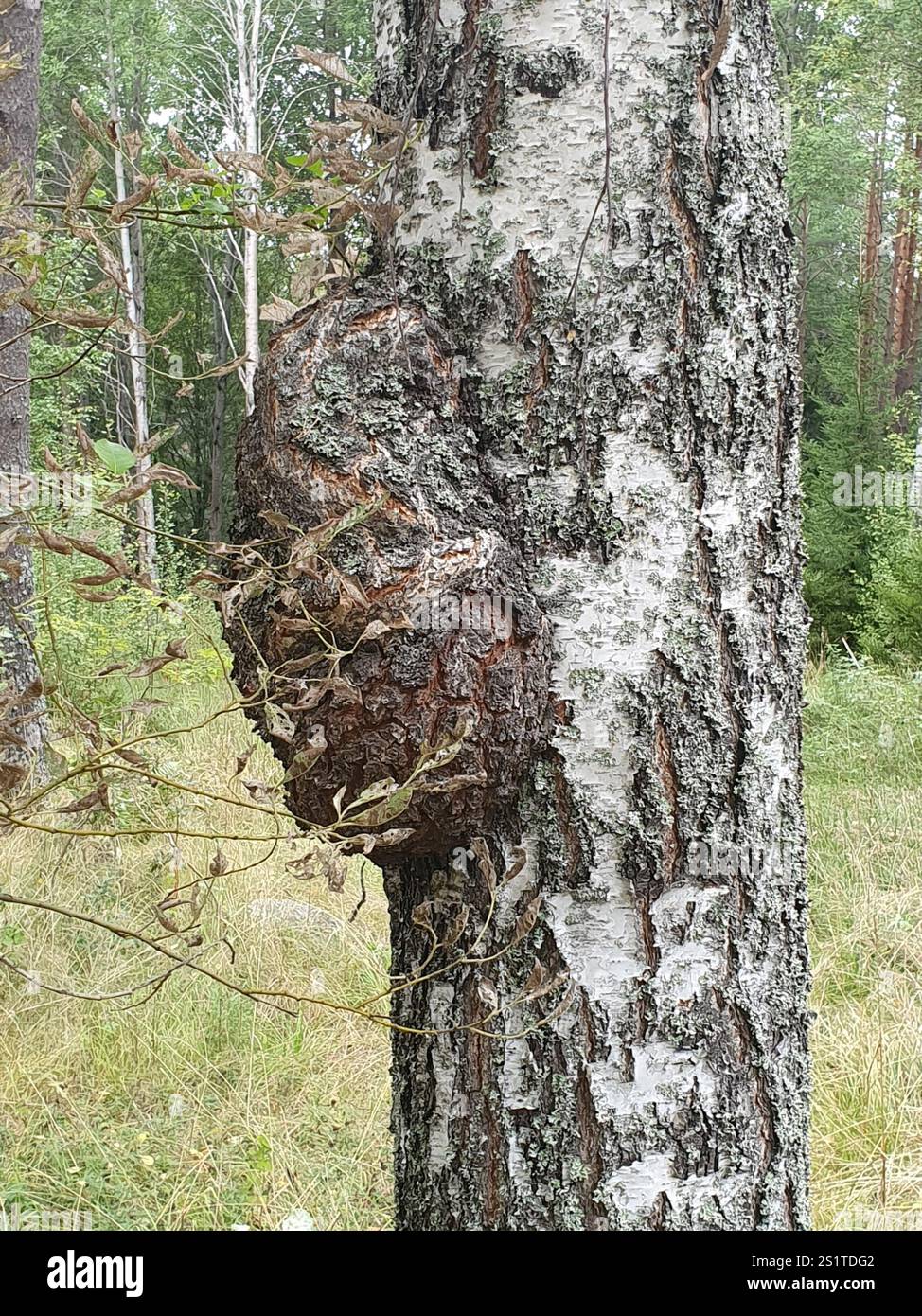 bacterial crown gall (Agrobacterium radiobacter Stock Photo - Alamy