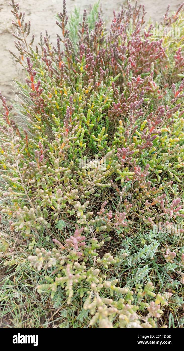 Common Glasswort (Salicornia europaea Stock Photo - Alamy