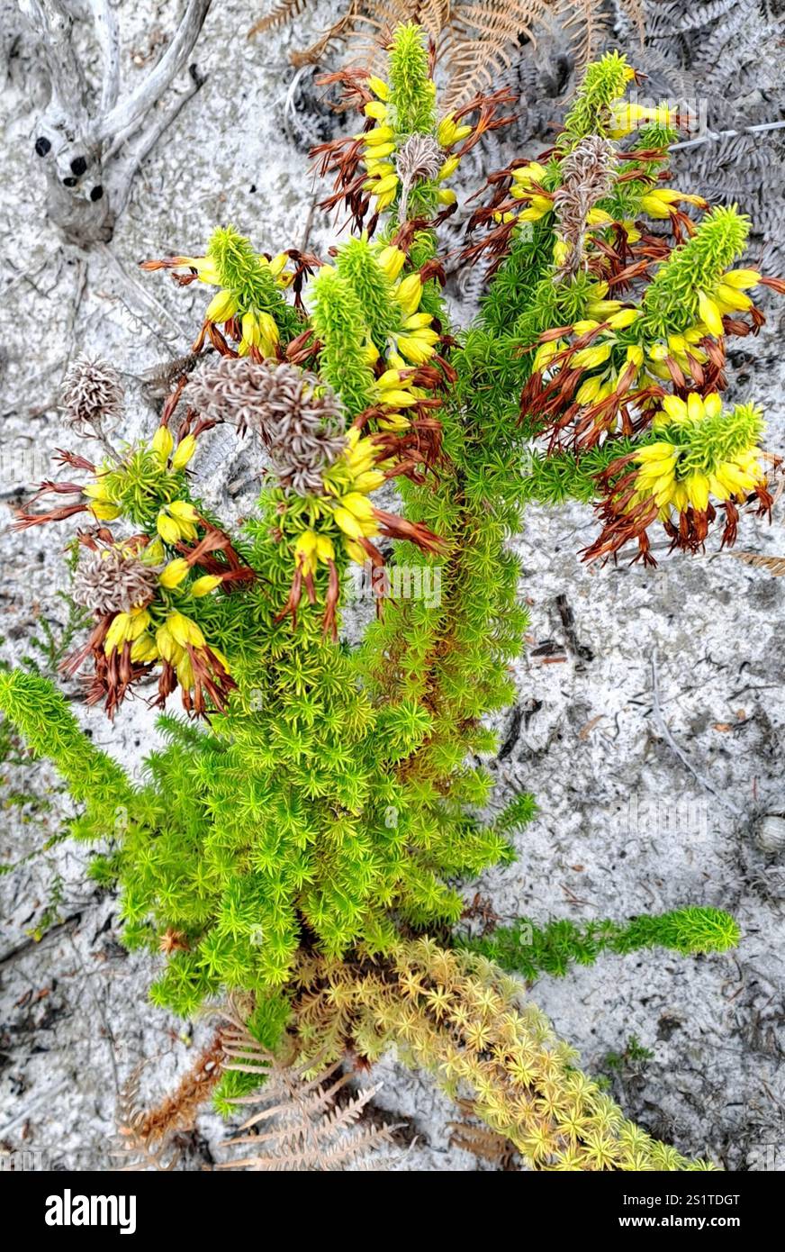 Red Heath (Erica coccinea Stock Photo - Alamy