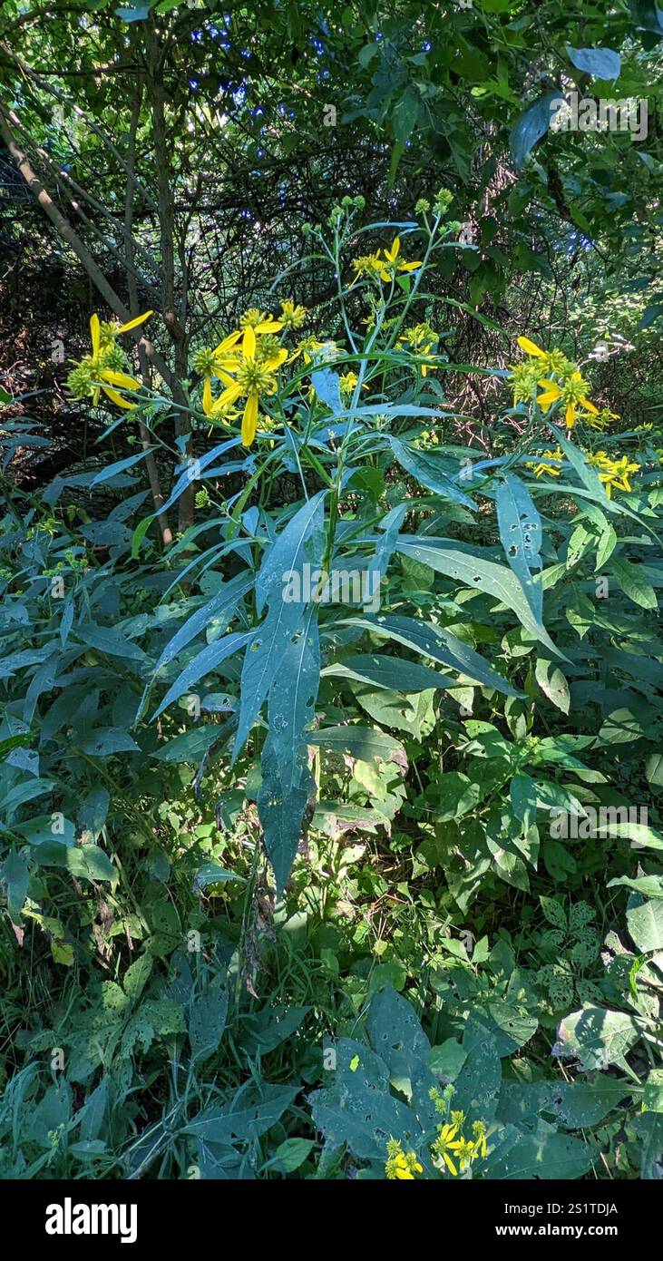 Wingstem (Verbesina alternifolia Stock Photo - Alamy