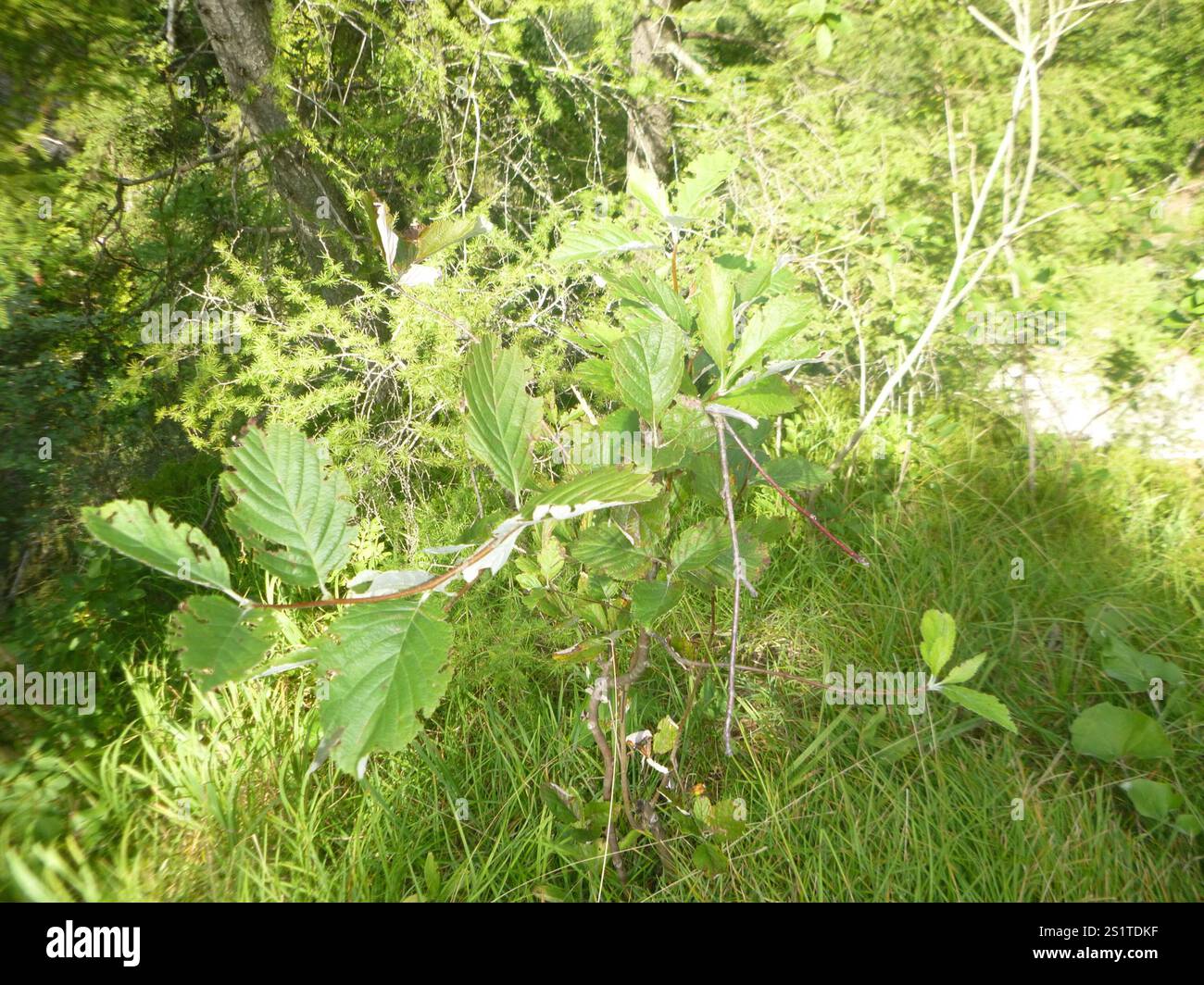 Common Whitebeam and Allies (Aria Stock Photo - Alamy