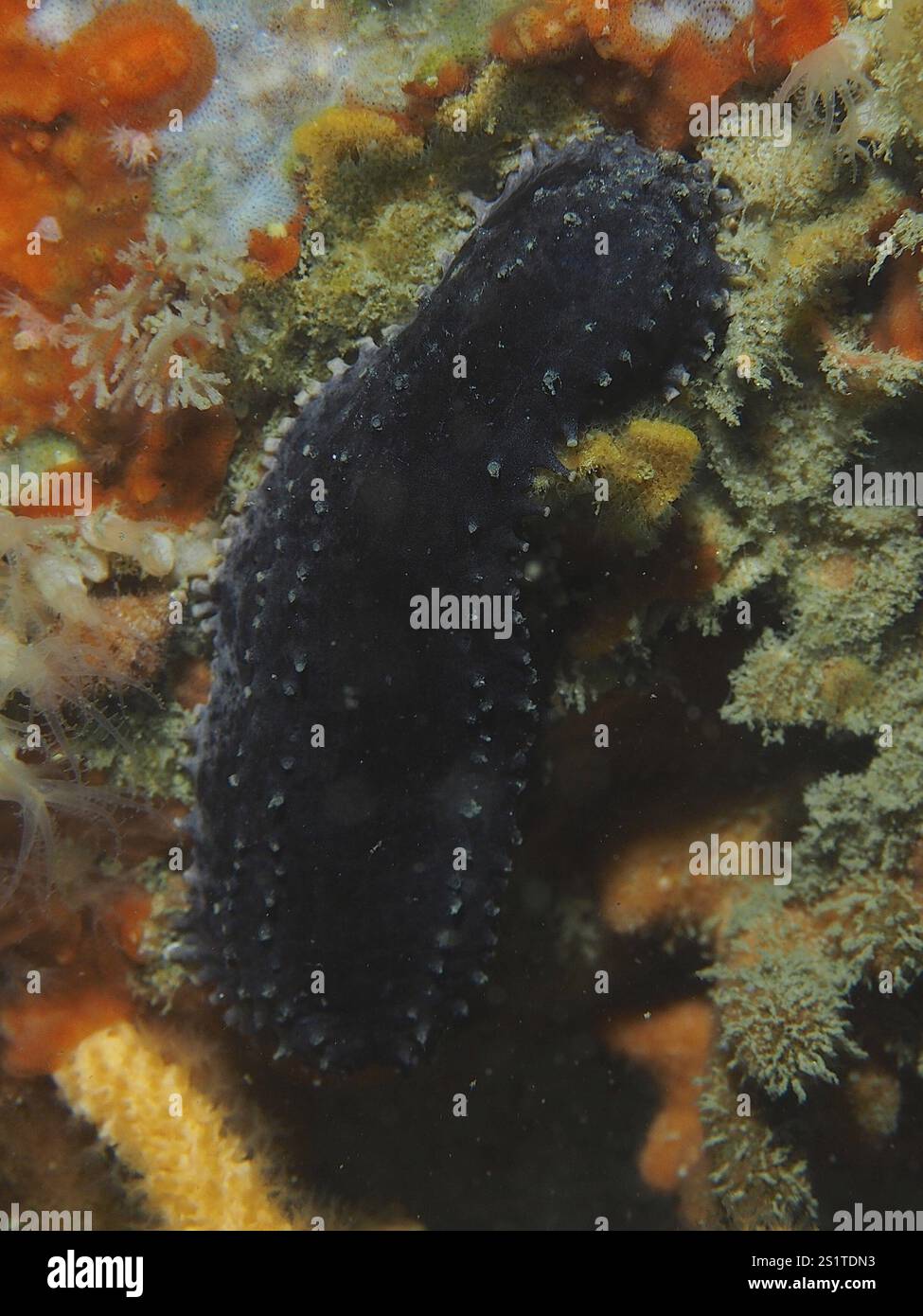 Dark-coloured sea cucumber, Cape Town sea cucumber (Hemiocnus insolens ...