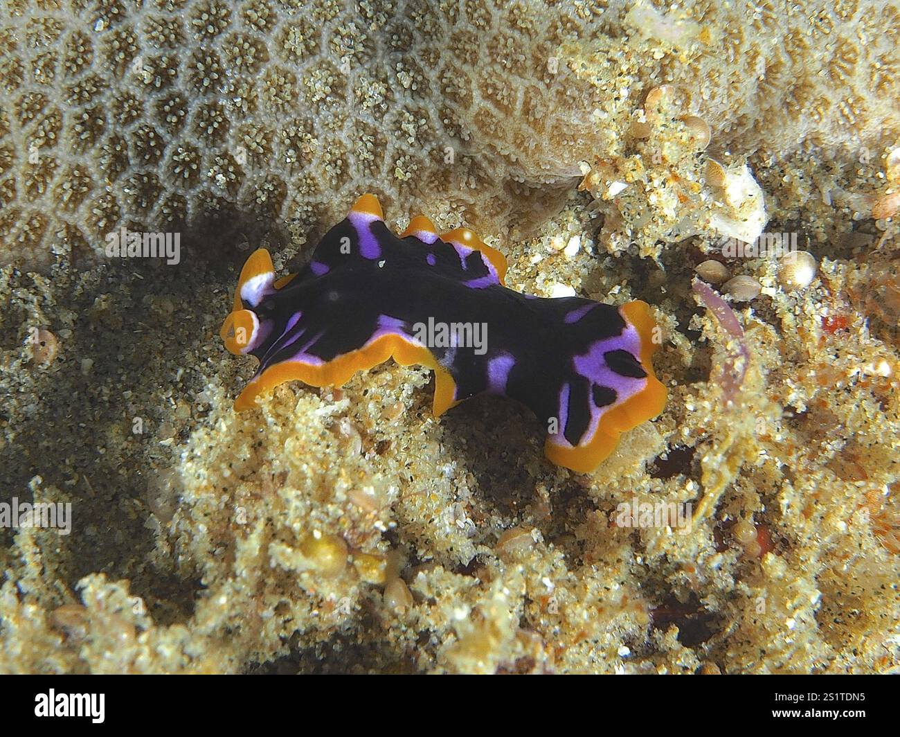 Flatworm with bright colours, yellow-black whirlpool worm (Pseudoceros ...