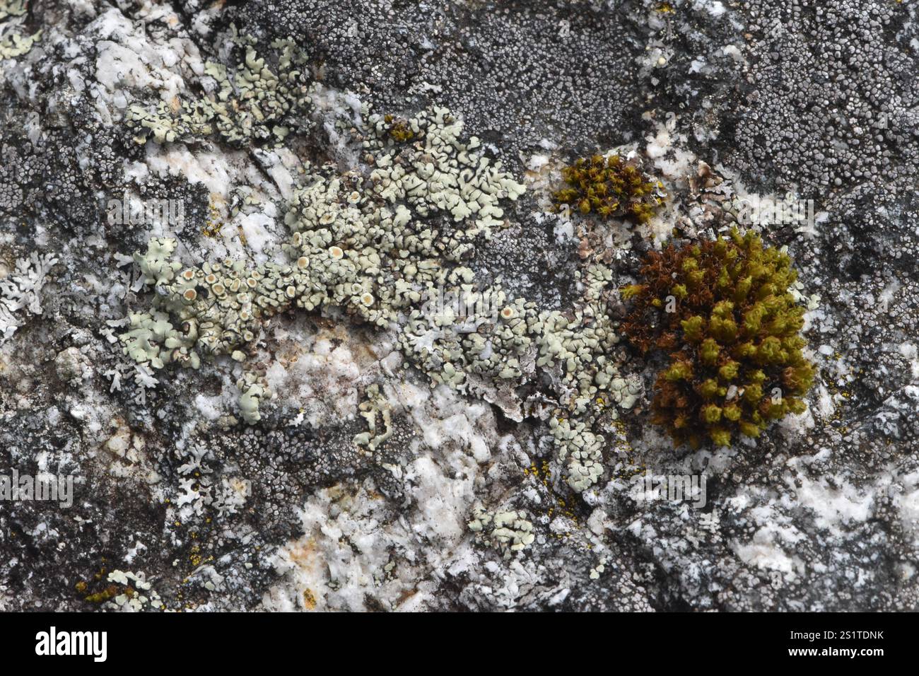 rim lichens, disc lichens, and allies (Lecanoraceae Stock Photo - Alamy